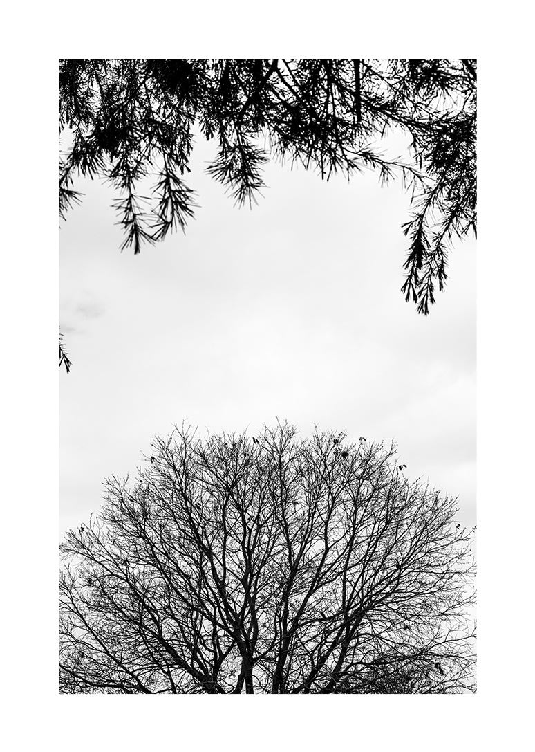 Elegant Trees and Branches Poster for Modern Home Decor – ARTSY FARTSY®